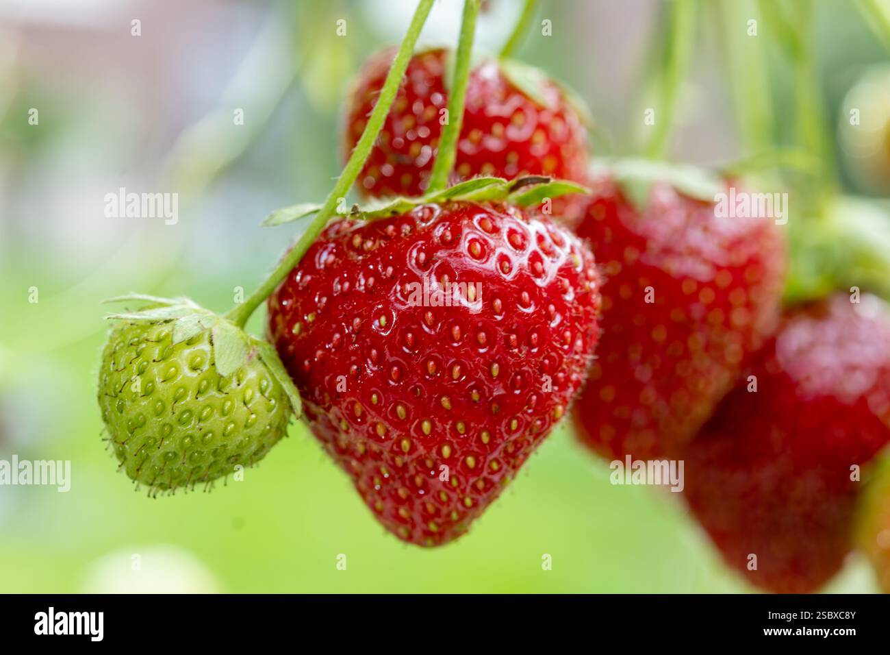 Dutch glass greenhouse, cultivation of strawberries in own garden, growing strawberries plants ...