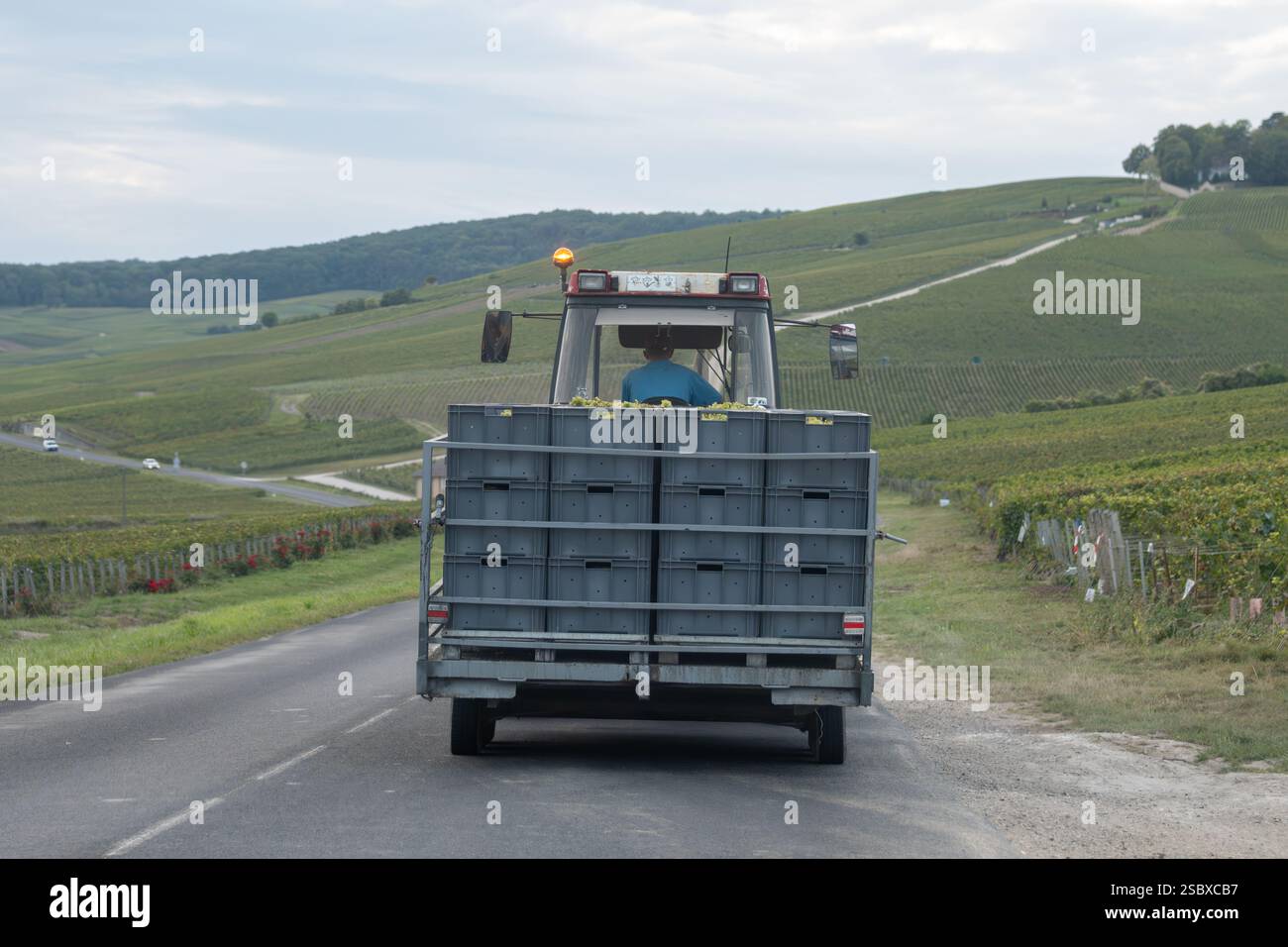 Grape harvesting work, delivery by tractor of full boxes of grapes for ...
