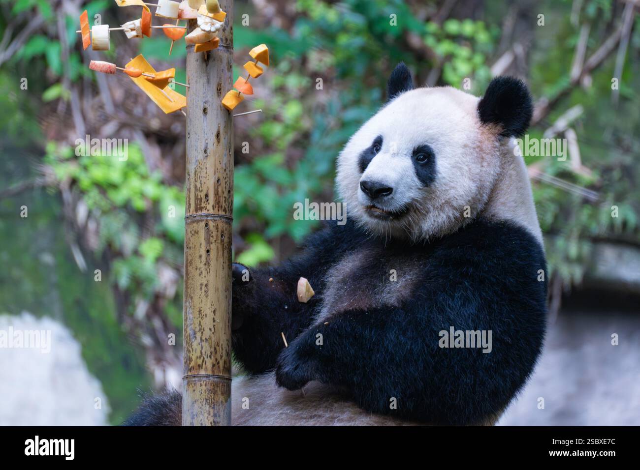 CHONGQING, CHINA - FEBRUARY 4, 2025 - Liang Yue, a giant panda, eats a ...