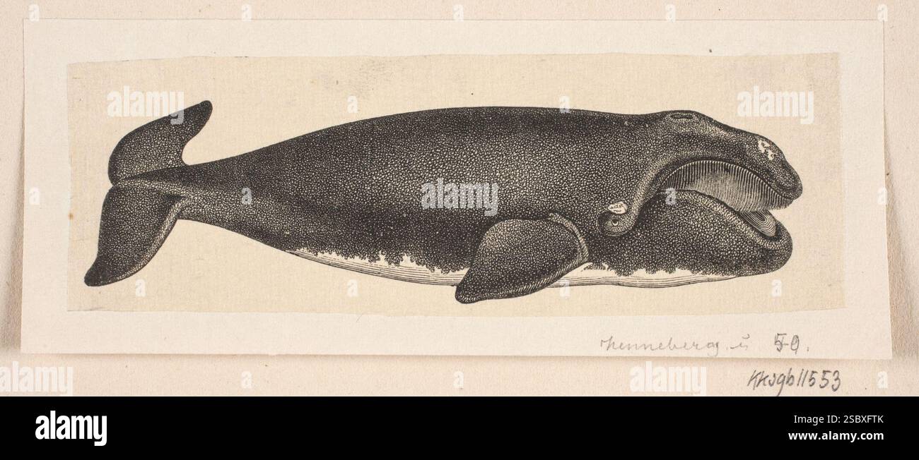 Hval hi-res stock photography and images - Alamy