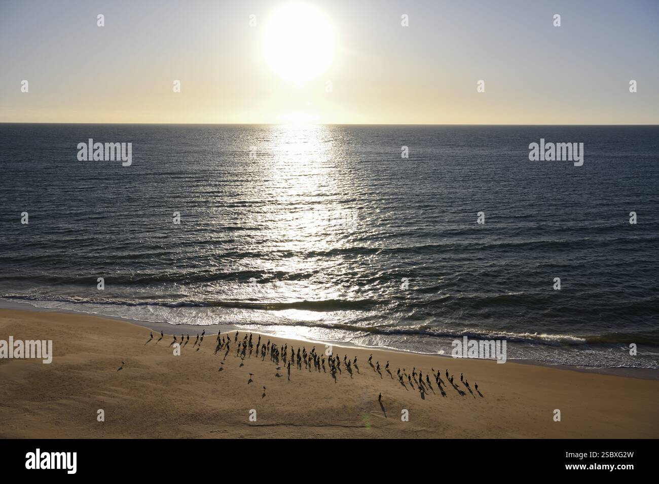Phalacrocorax varius in backlight, bird species of the cormorant family ...