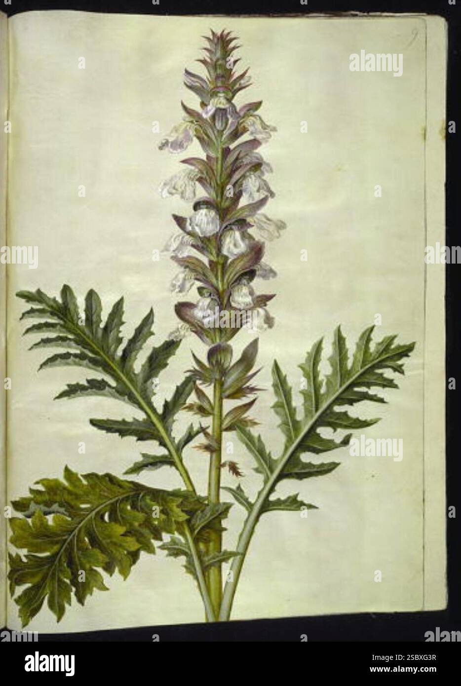 Hans Simon Holtzbecker, Acanthus hungaricus ungarsk akantus Stock Photo ...