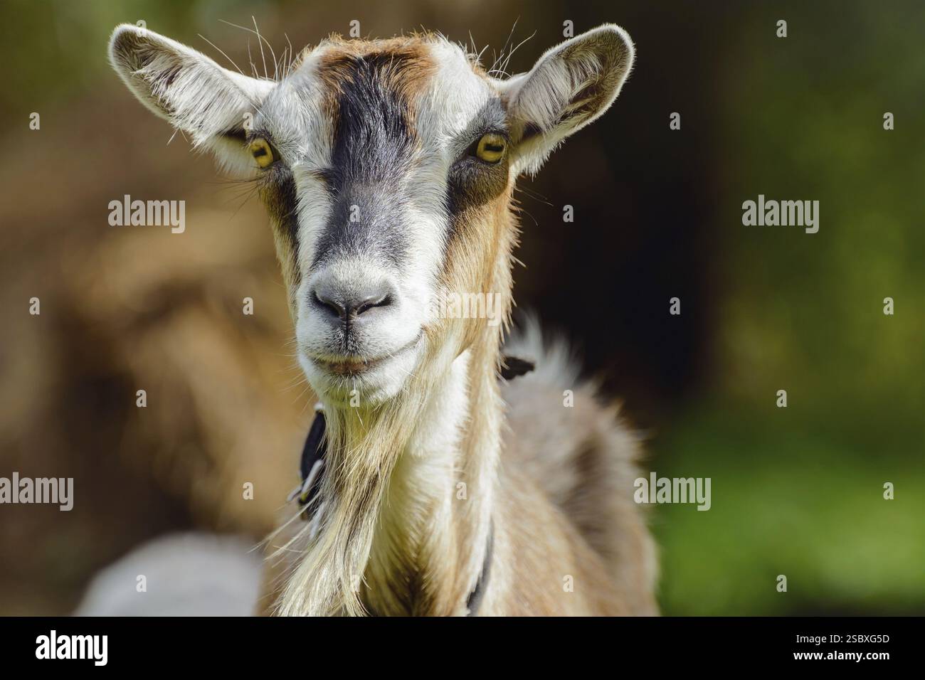 Portrait Of A Looking Smug Billy Goat Lithuania Stock Photo - Alamy