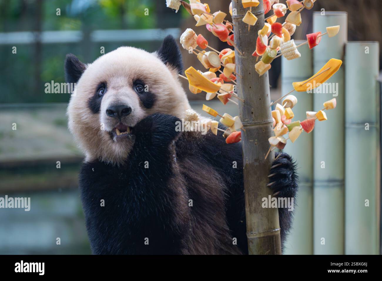 Chongqing, China. 05th Feb, 2025. CHONGQING, CHINA - FEBRUARY 4, 2025 ...