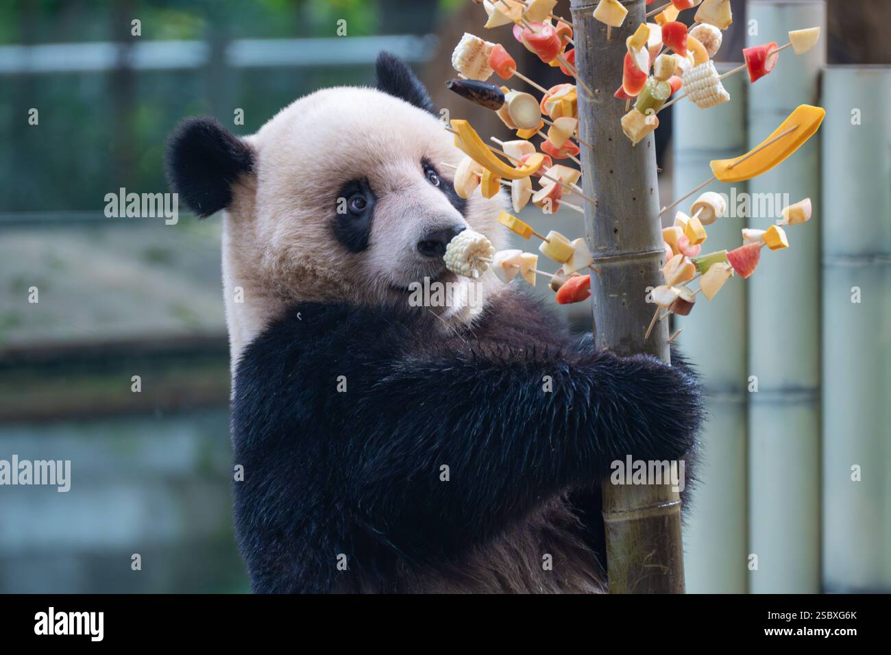 Chongqing, China. 05th Feb, 2025. CHONGQING, CHINA - FEBRUARY 4, 2025 ...