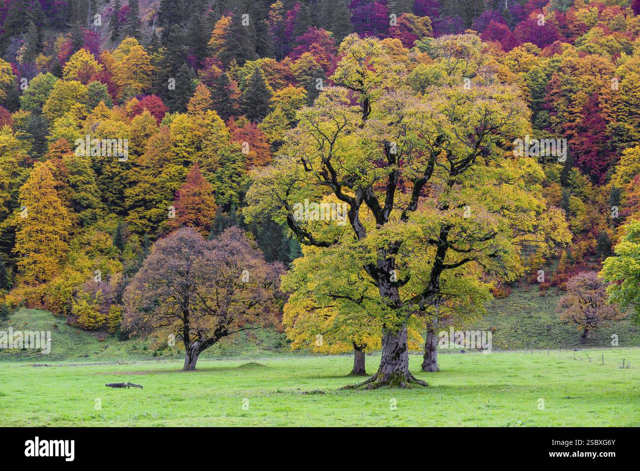 Trees with fall foliage at the Nature conservancy area Grosser ...