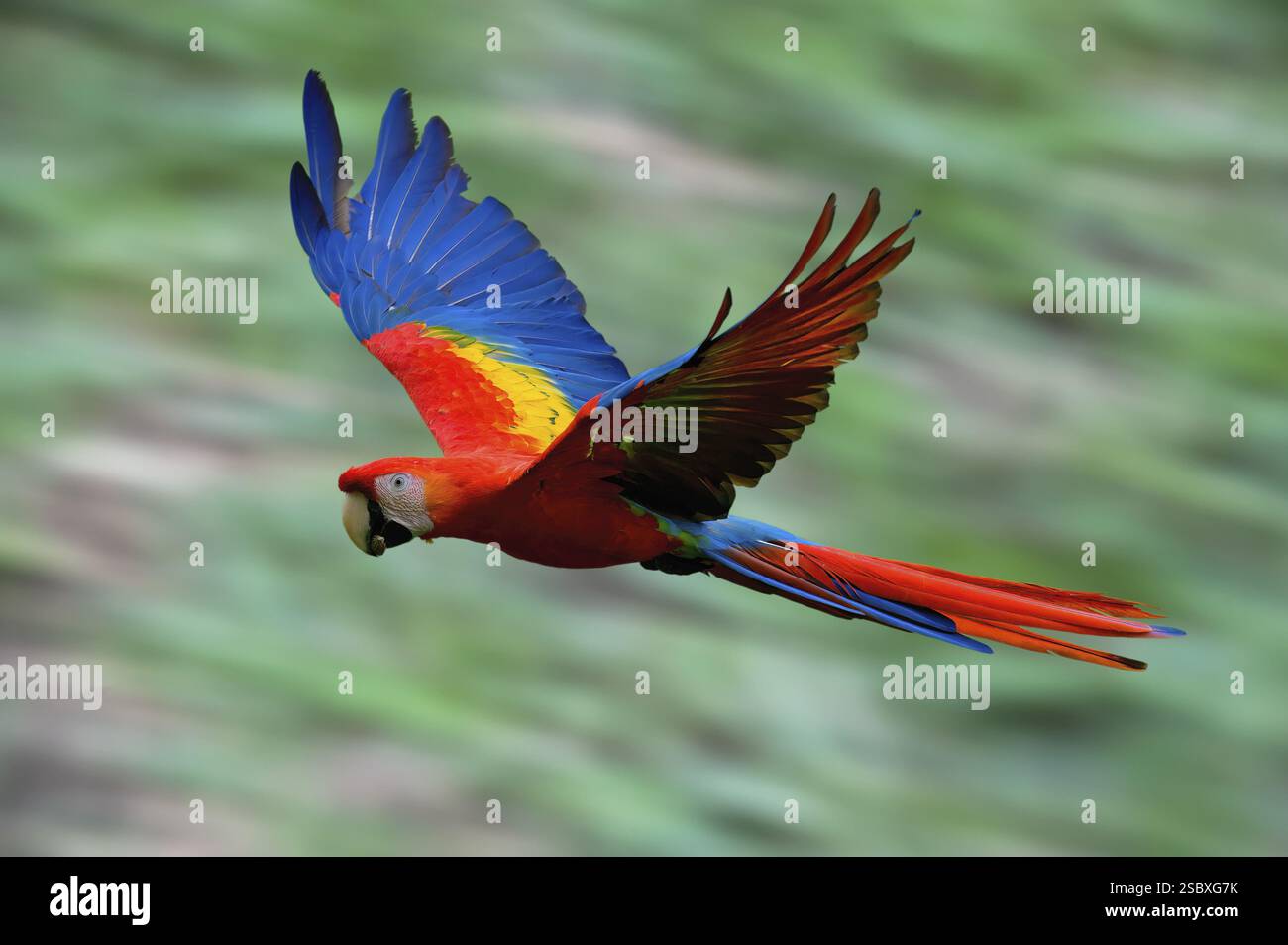 Flying Hybrid Scarlet x Great Green Macaw (Ara macao x militaris ...
