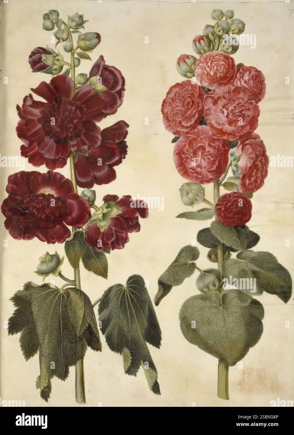 Hans Simon Holtzbecker, Alcea rosea have-stokrose Stock Photo - Alamy