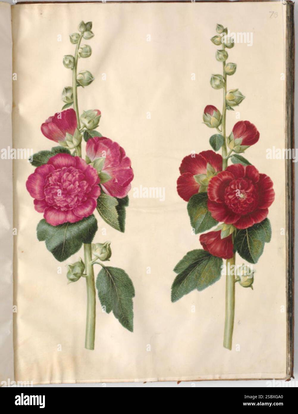 Hans Simon Holtzbecker, Alcea rosea have-stokrose Stock Photo - Alamy