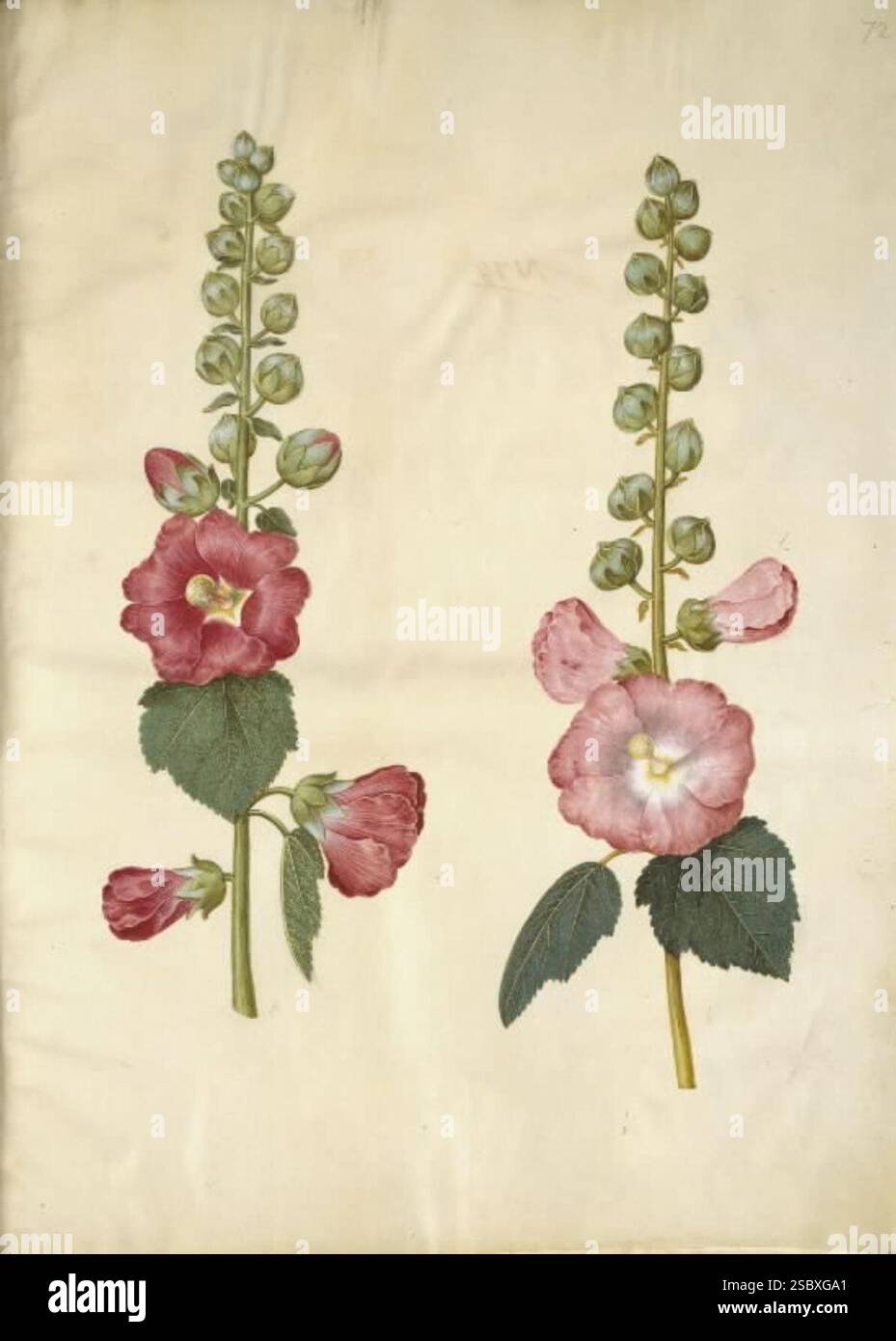 Hans Simon Holtzbecker, Alcea rosea have-stokrose Stock Photo - Alamy