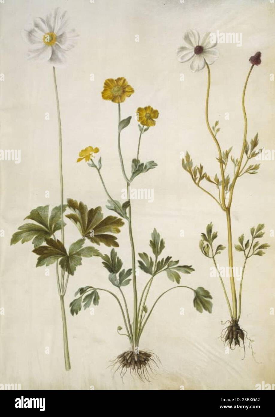Hans Simon Holtzbecker, Anemone sylvestris sommer-anemone ; Ranunculus ...