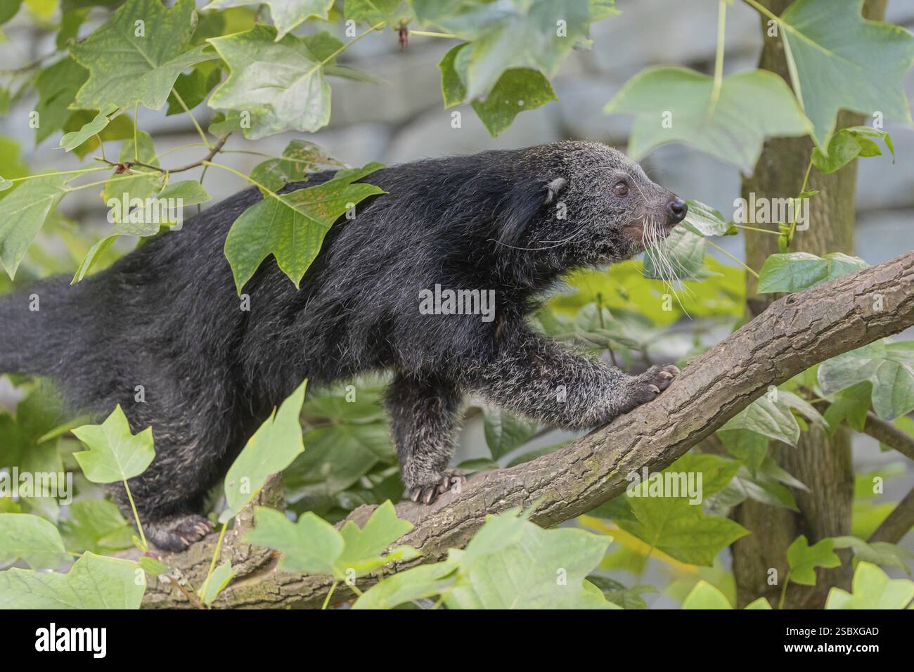 One binturong (Arctictis binturong), or bearcat balancing over branches ...
