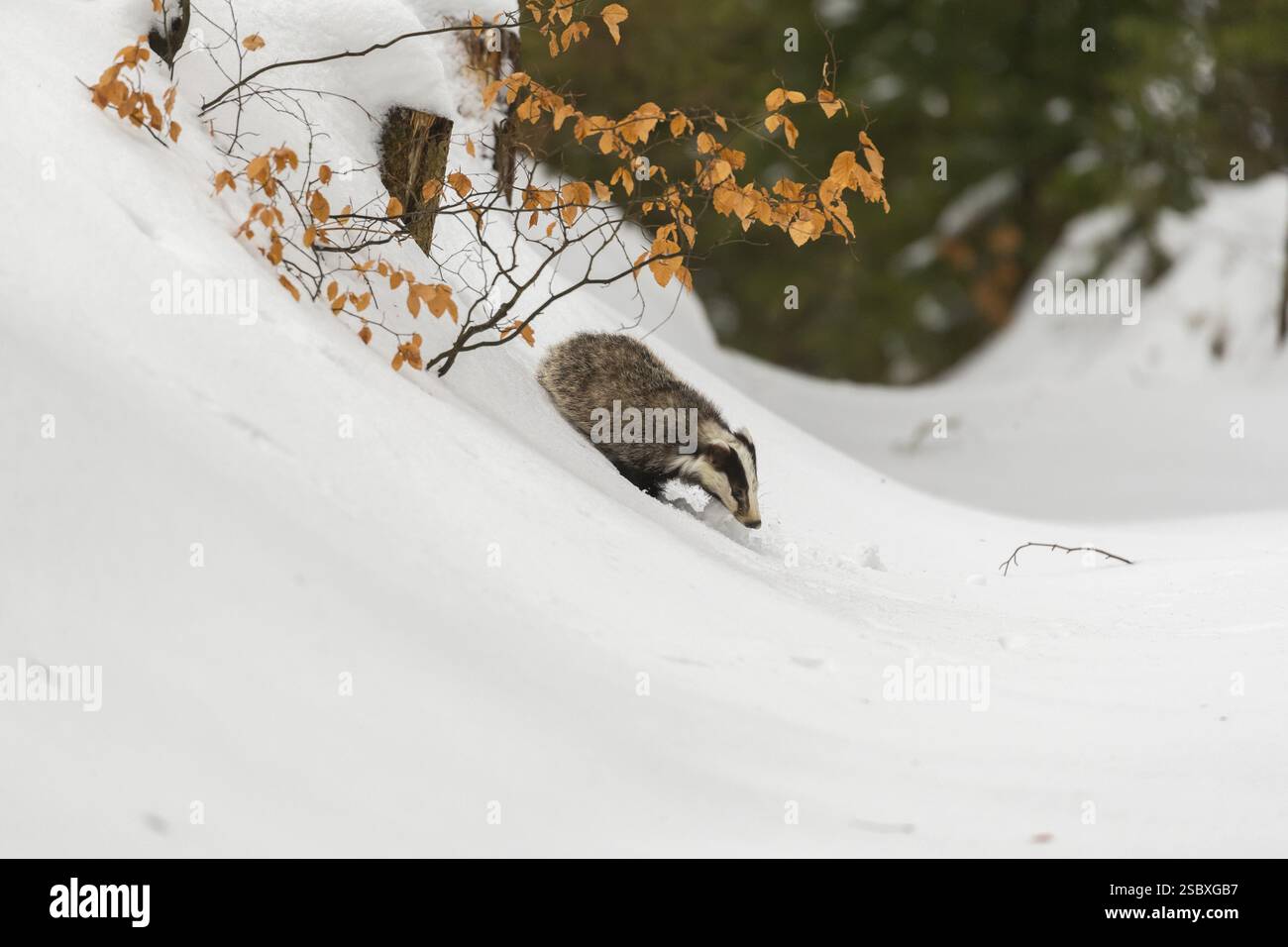 One young European badger (Meles meles) walking through a ravine in ...