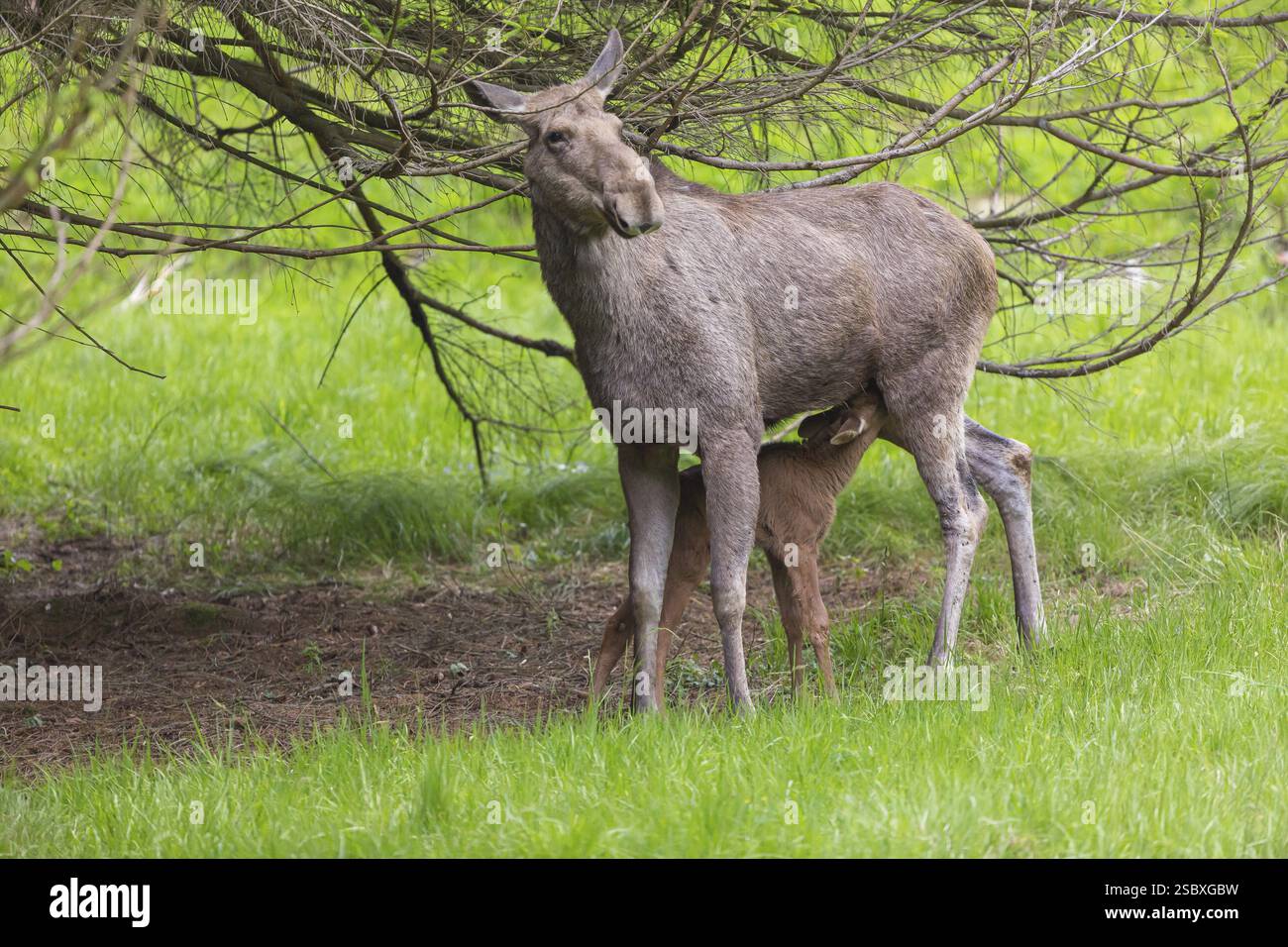 Moose (Alces alces) cow suckling her 10 days old calf under a tree with ...