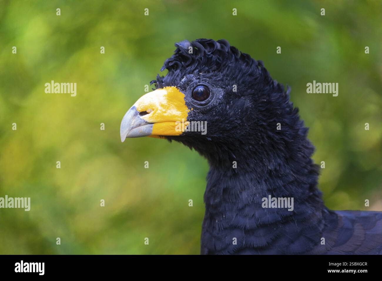 Portrait of a black curassow (Crax alector), also known as the crested ...