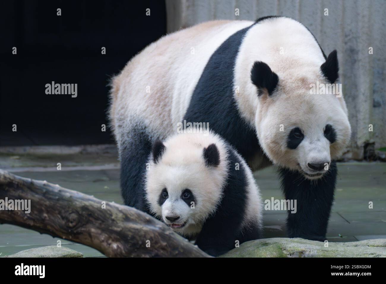 Chongqing, China. 05th Feb, 2025. CHONGQING, CHINA - FEBRUARY 4, 2025 - Giant panda Qisanmei ...