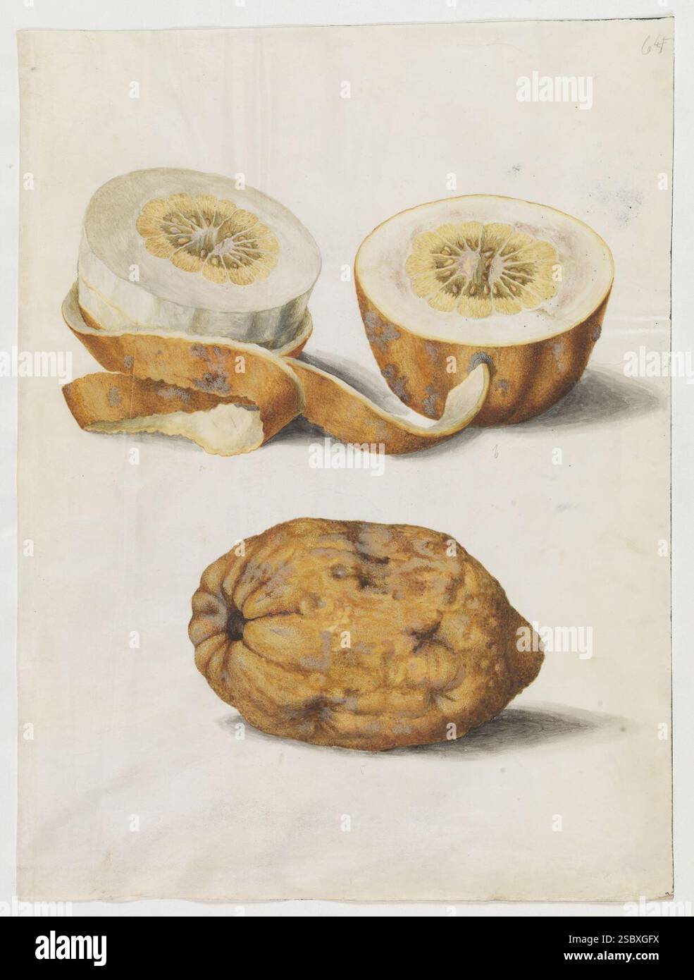 Hans Simon Holtzbecker, Citrus medica cedrat Stock Photo - Alamy