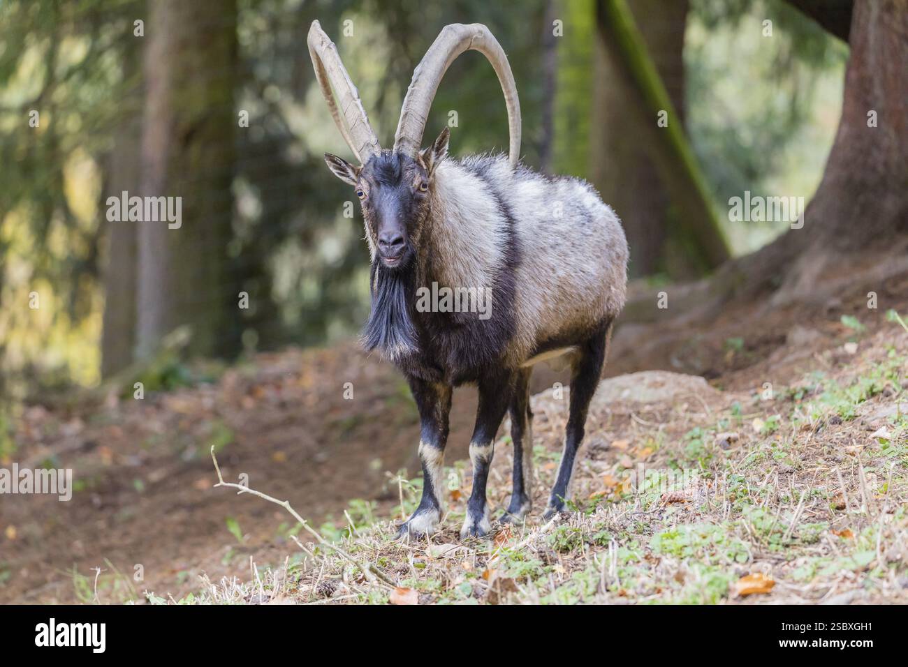 One male bezoar ibex (Capra aegagrus aegagrus) stands at a forest edge ...