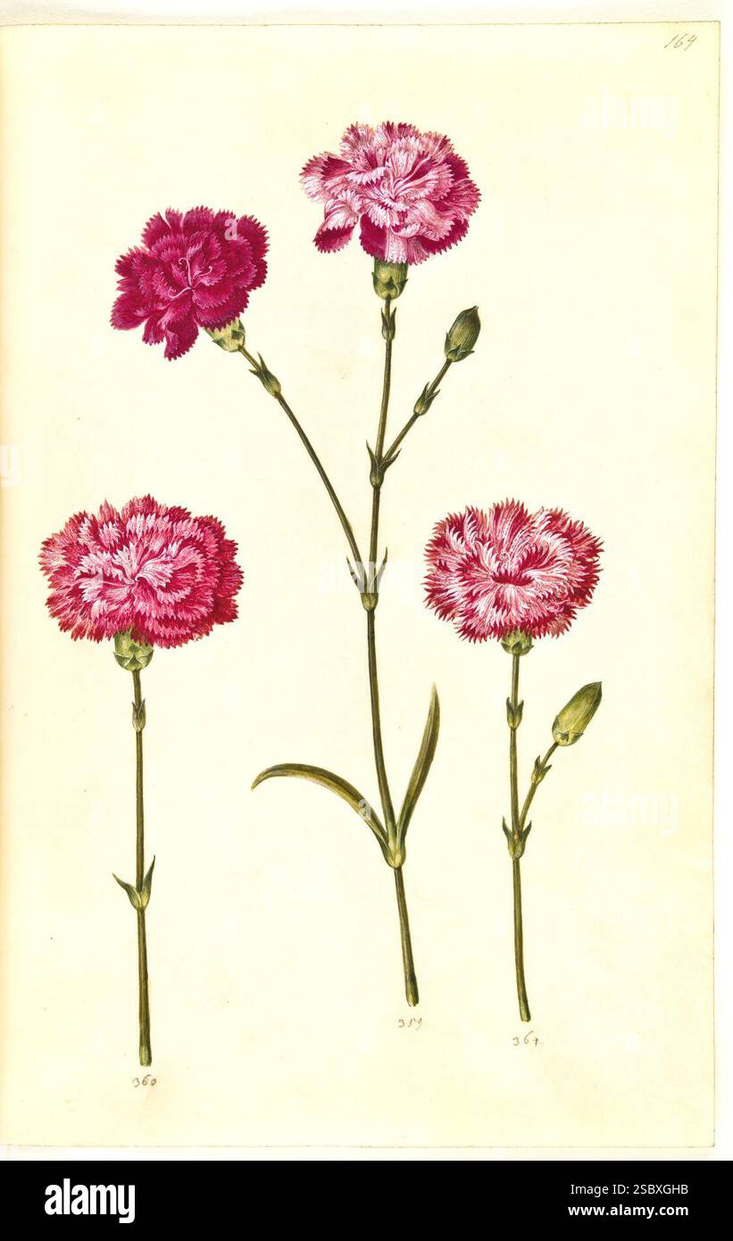 Hans Simon Holtzbecker, Dianthus caryophyllus have-nellike Stock Photo ...
