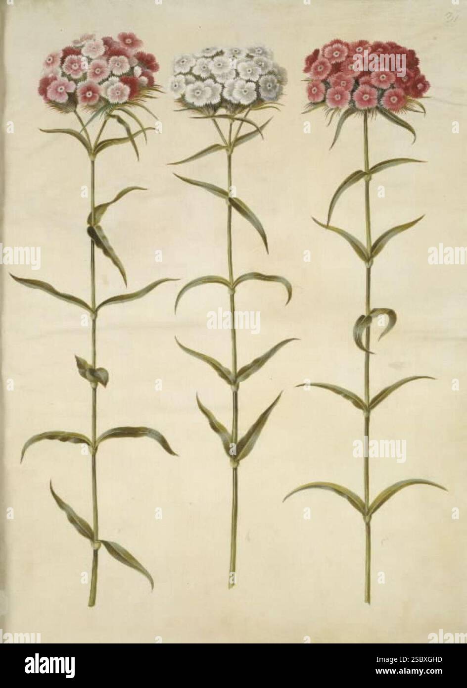 Hans Simon Holtzbecker, Dianthus barbatus studenter-nellike Stock Photo ...
