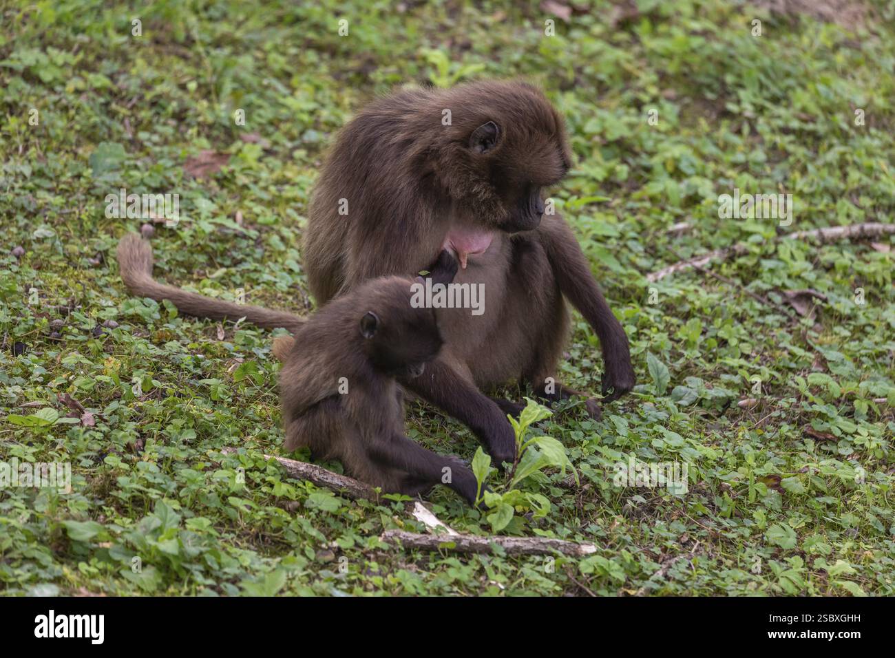 One female Gelada (Theropithecus gelada), or bleeding-heart monkey with ...