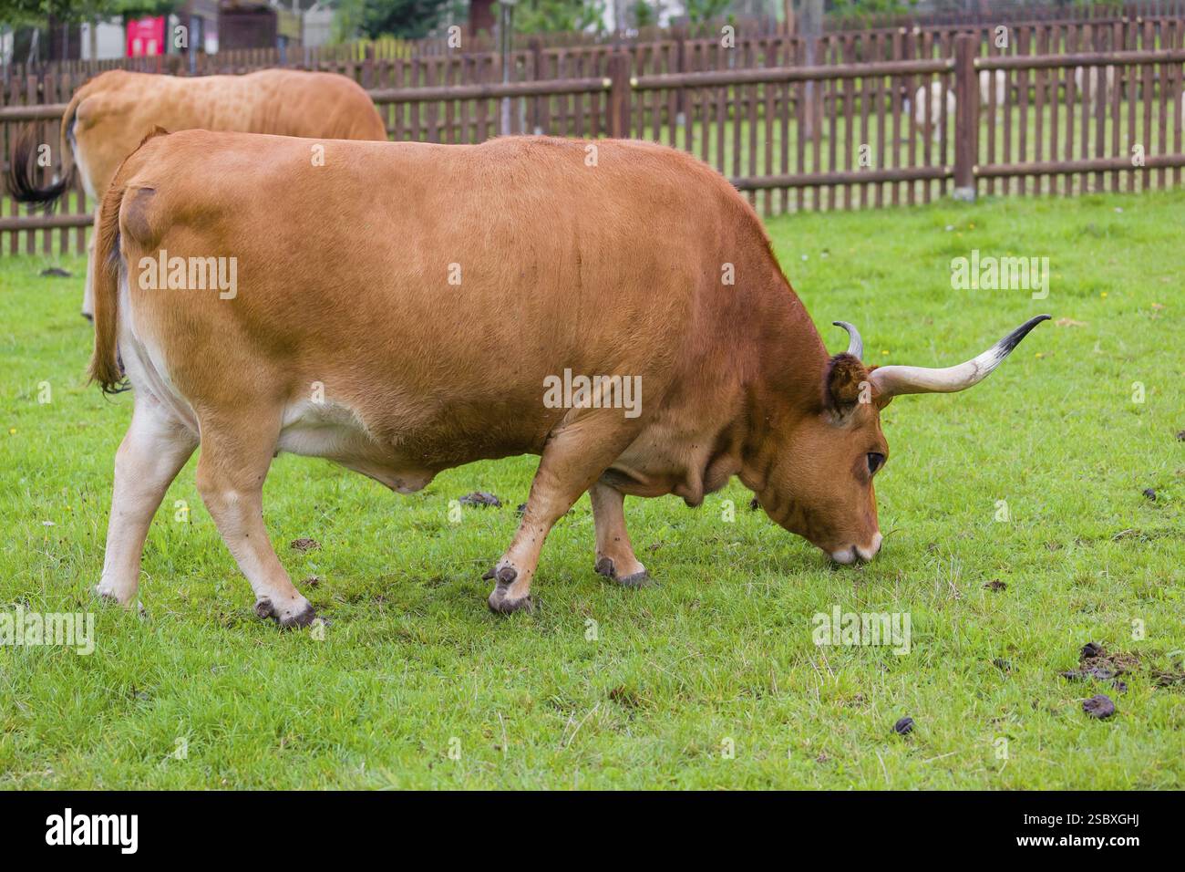 Cachena cattle bull (Bos primigenius taurus), a breed from Portugal and ...
