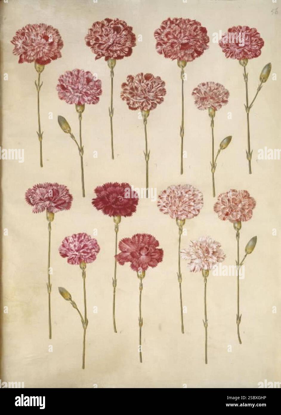 Hans Simon Holtzbecker, Dianthus caryophyllus have-nellike Stock Photo ...