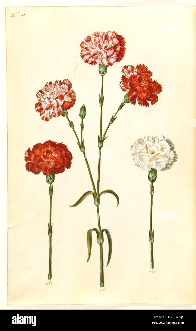 Hans Simon Holtzbecker, Dianthus caryophyllus have-nellike Stock Photo ...