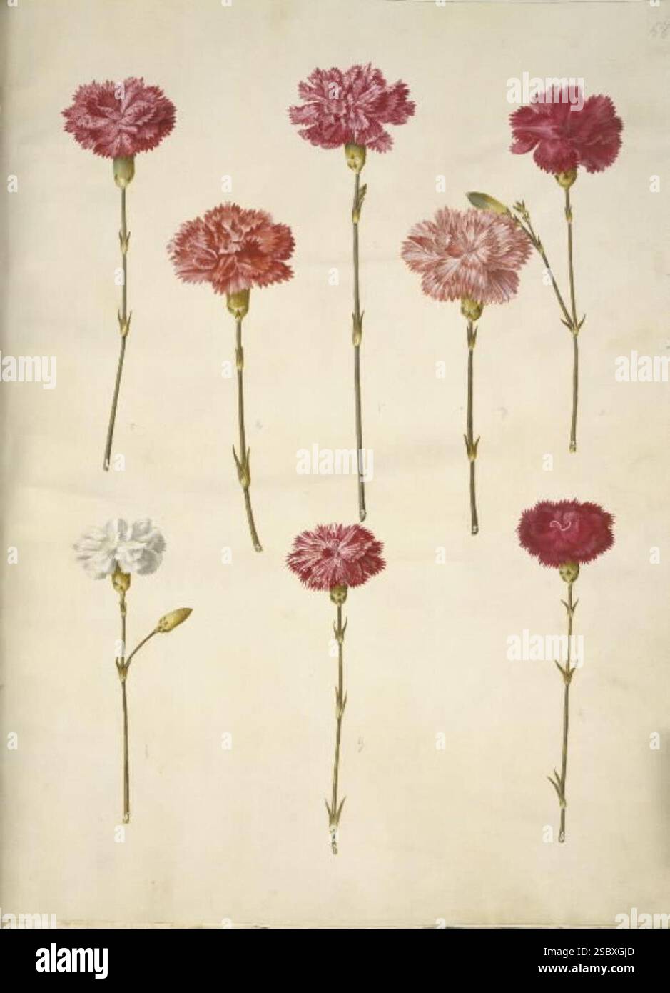 Hans Simon Holtzbecker, Dianthus caryophyllus have-nellike Stock Photo ...