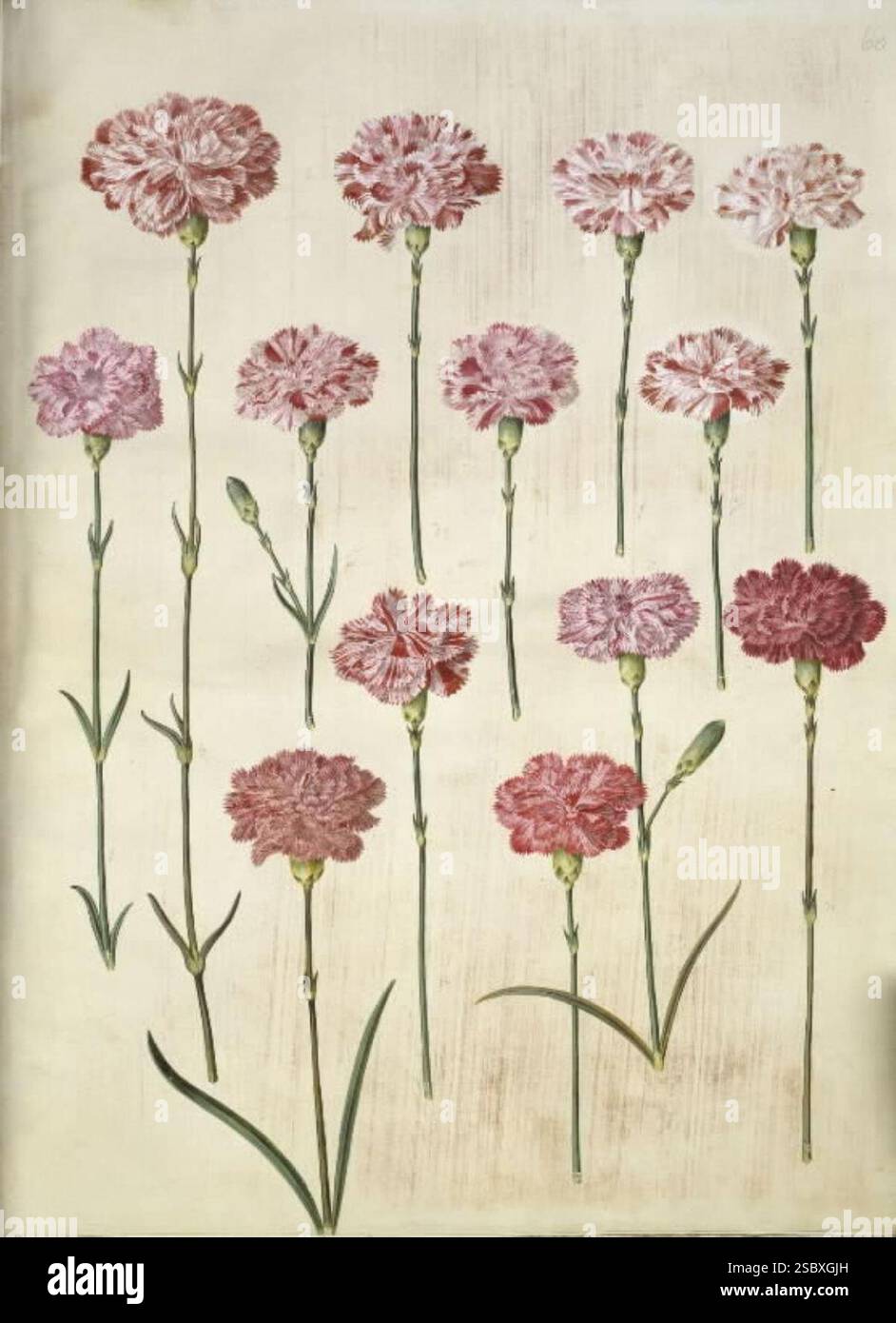 Hans Simon Holtzbecker, Dianthus caryophyllus have-nellike Stock Photo ...