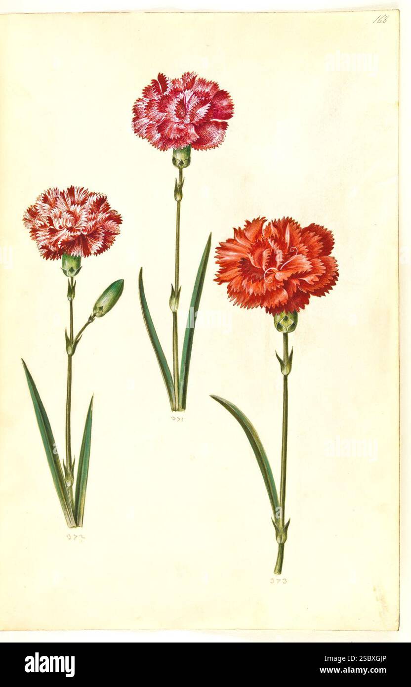 Hans Simon Holtzbecker, Dianthus caryophyllus have-nellike Stock Photo ...