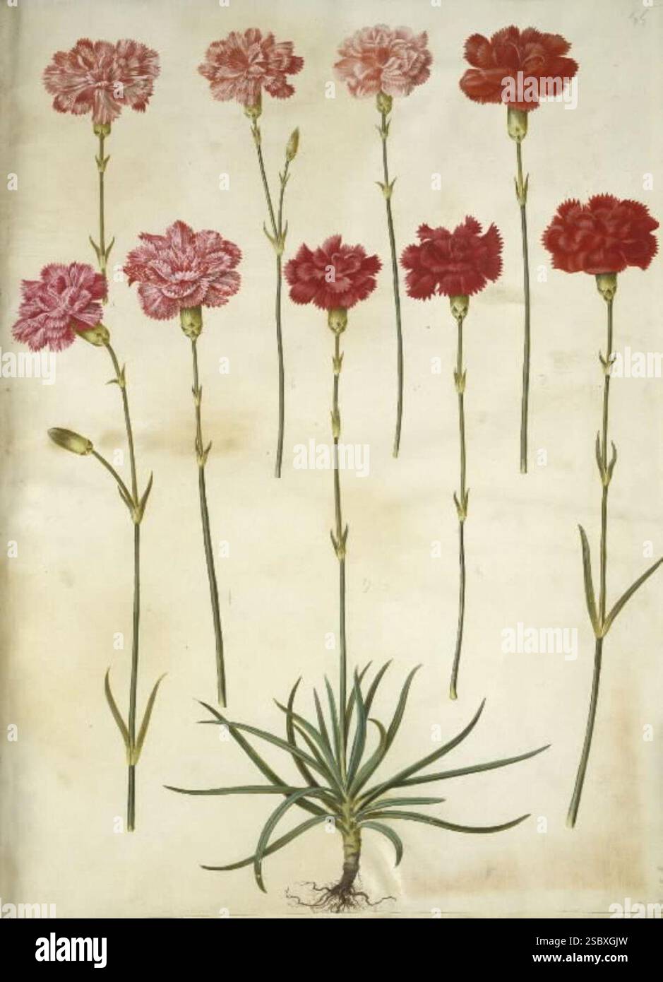 Hans Simon Holtzbecker, Dianthus caryophyllus have-nellike Stock Photo ...