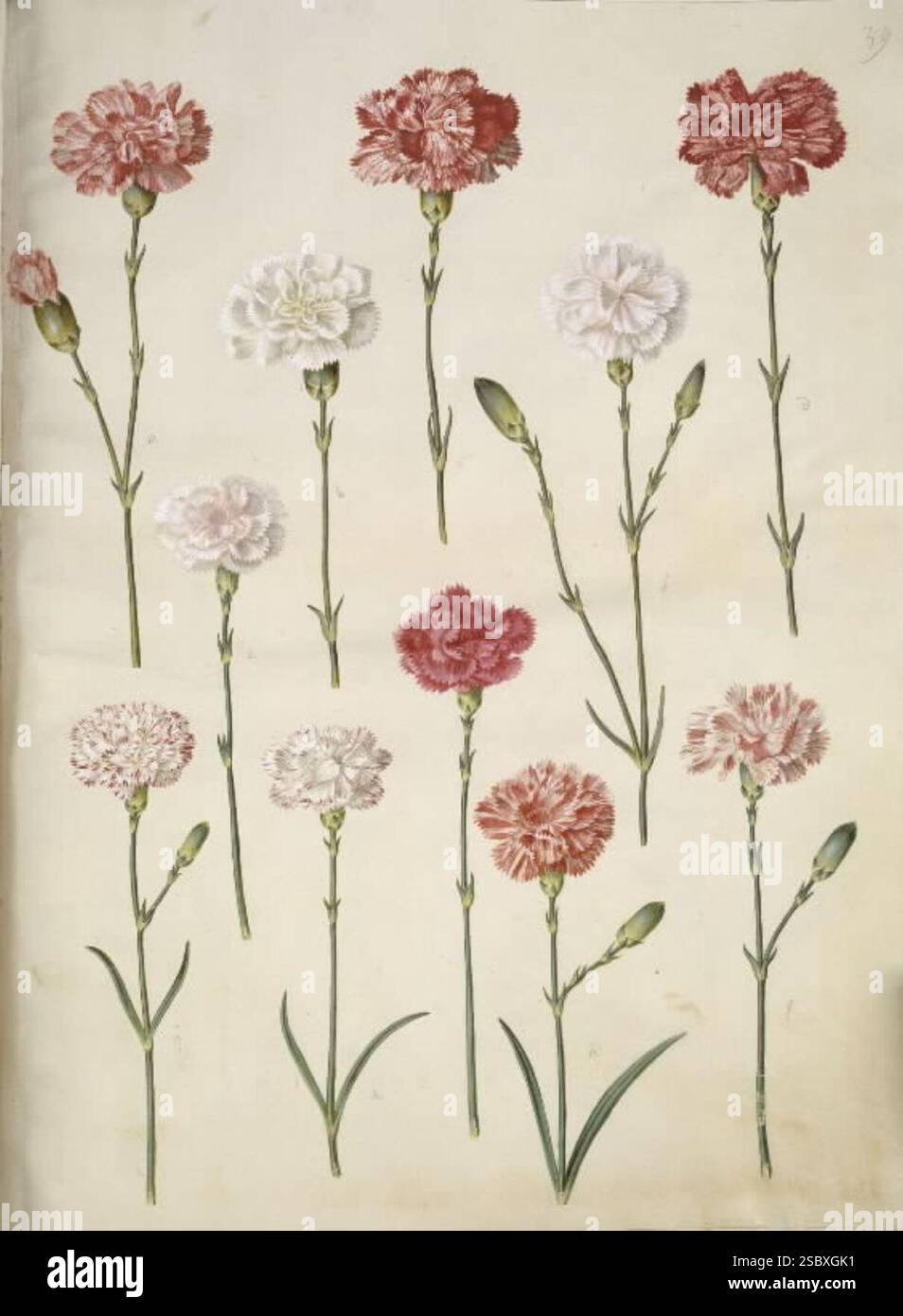 Hans Simon Holtzbecker, Dianthus caryophyllus have-nellike Stock Photo ...