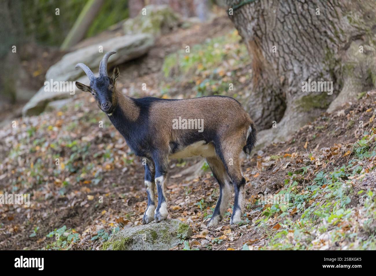 One young male bezoar ibex (Capra aegagrus aegagrus) stands at a forest ...