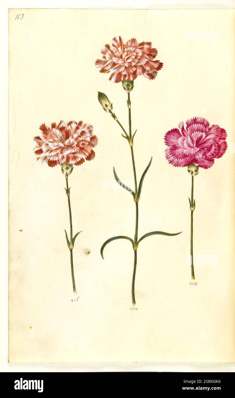 Hans Simon Holtzbecker, Dianthus caryophyllus have-nellike Stock Photo ...