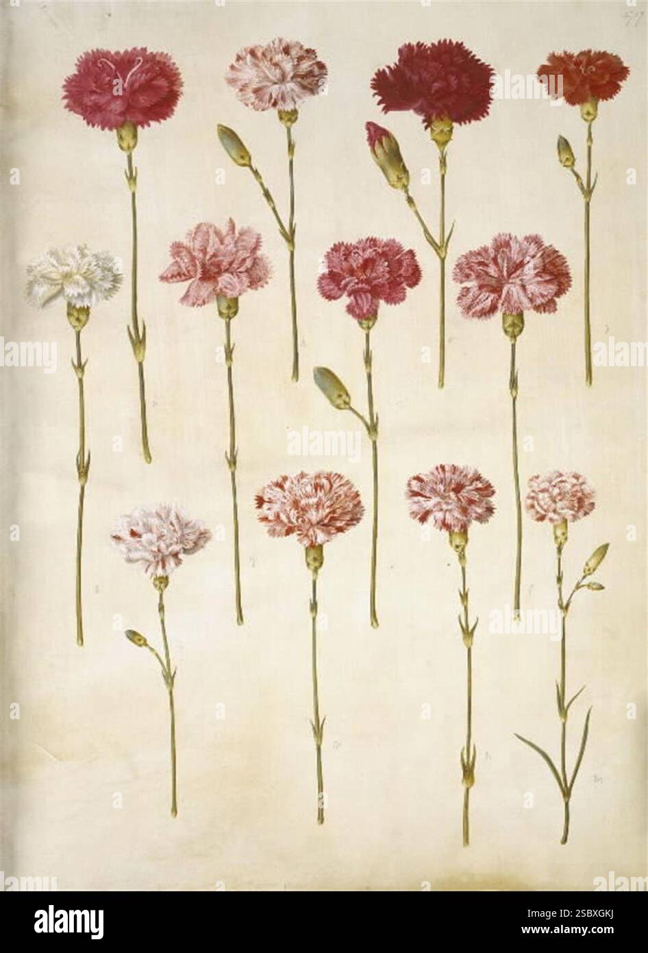 Hans Simon Holtzbecker, Dianthus caryophyllus have-nellike Stock Photo ...