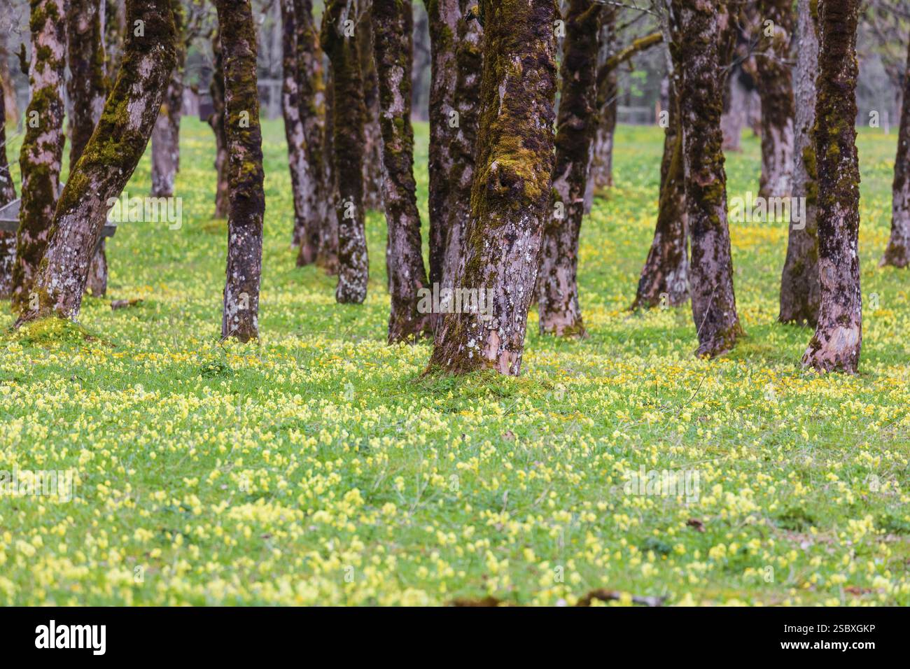 Nature conservancy area Grosser Ahornboden. Sycamore maple trees, Acer ...