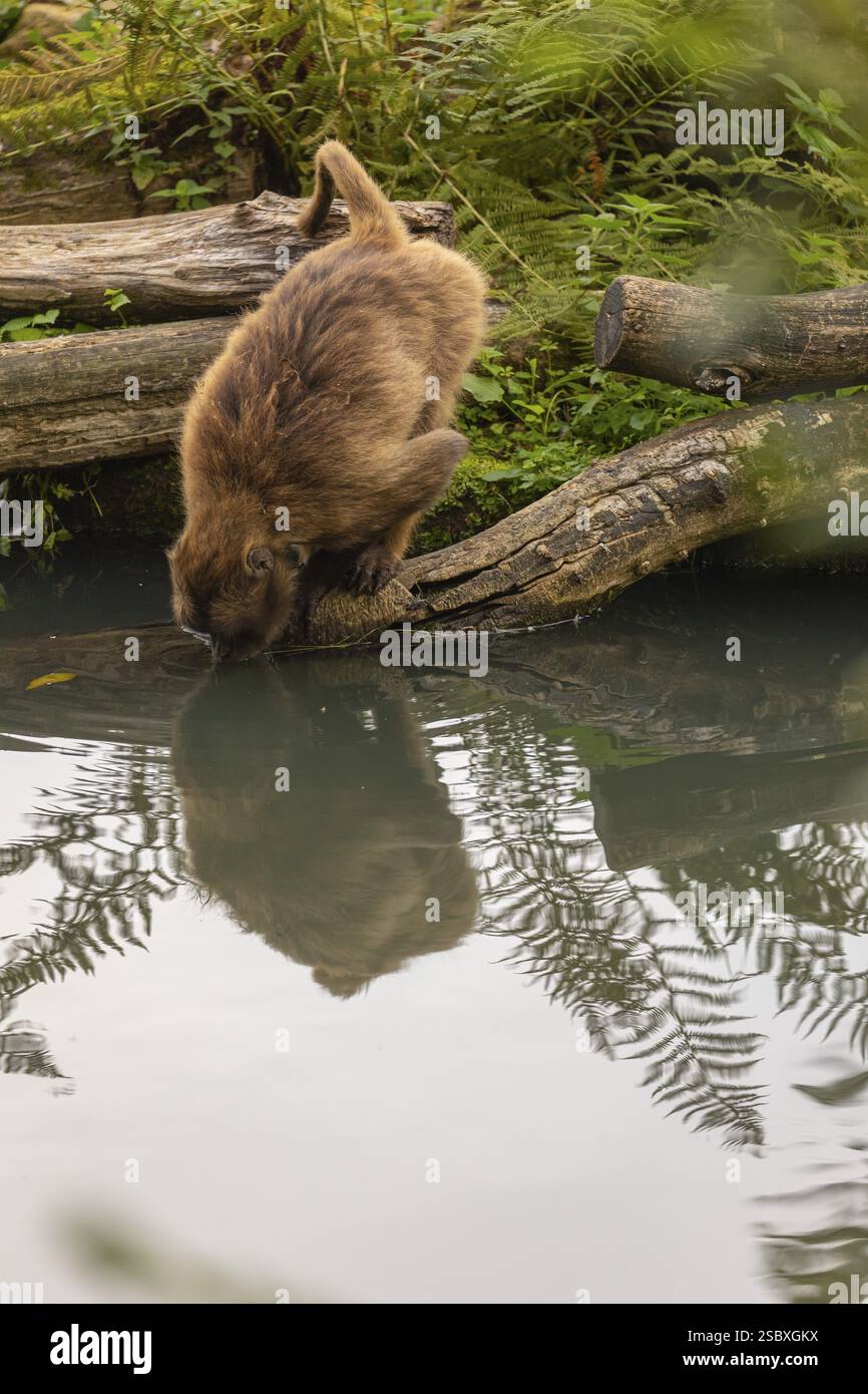 One female Gelada (Theropithecus gelada), or bleeding-heart monkey ...