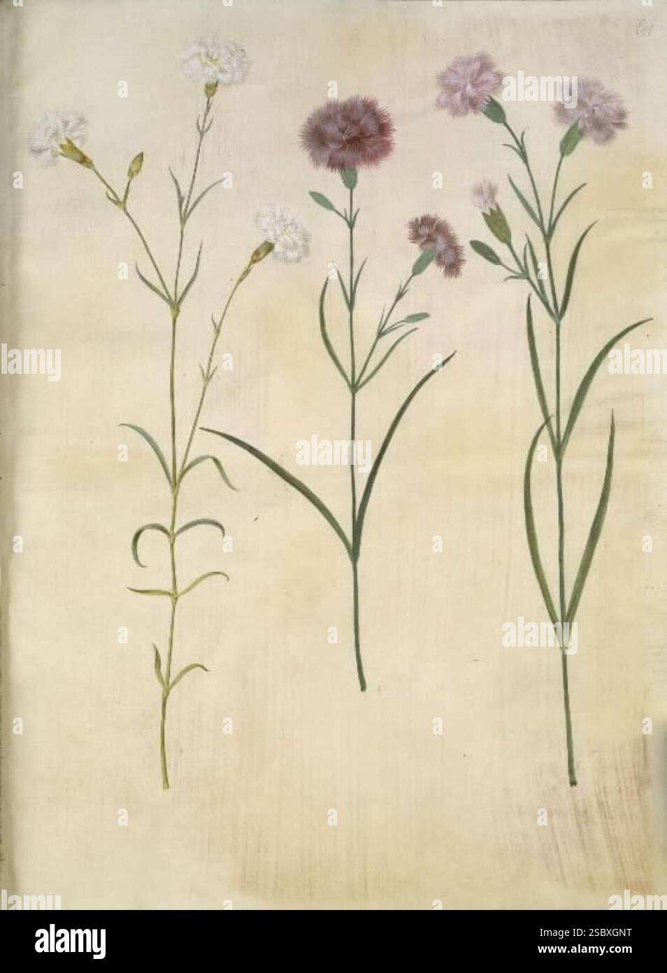 Hans Simon Holtzbecker, Dianthus plumarius fjer-nellike Stock Photo - Alamy