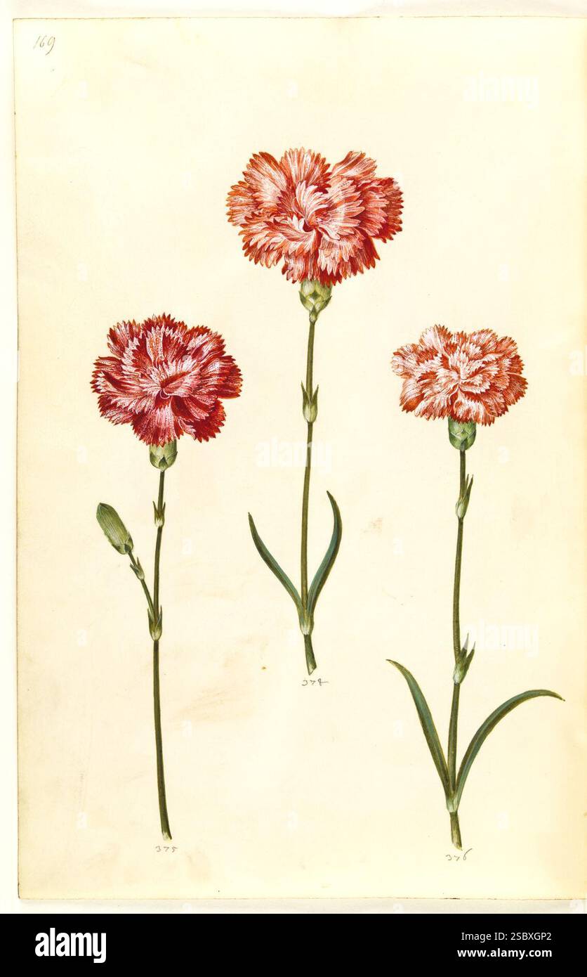 Hans Simon Holtzbecker, Dianthus caryophyllus have-nellike Stock Photo ...