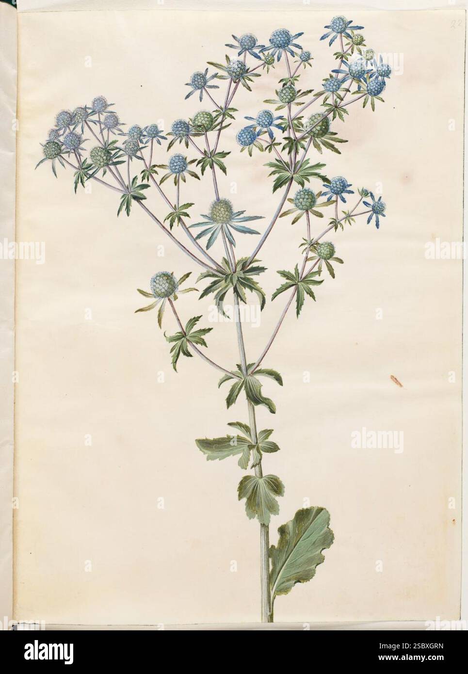 Hans Simon Holtzbecker, Eryngium planum have-mandstro Stock Photo - Alamy