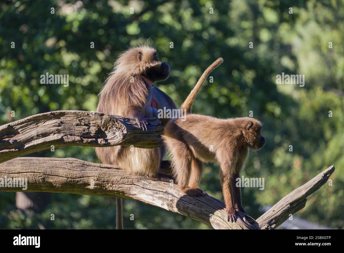 One adult male and one adult female Gelada (Theropithecus gelada), or ...