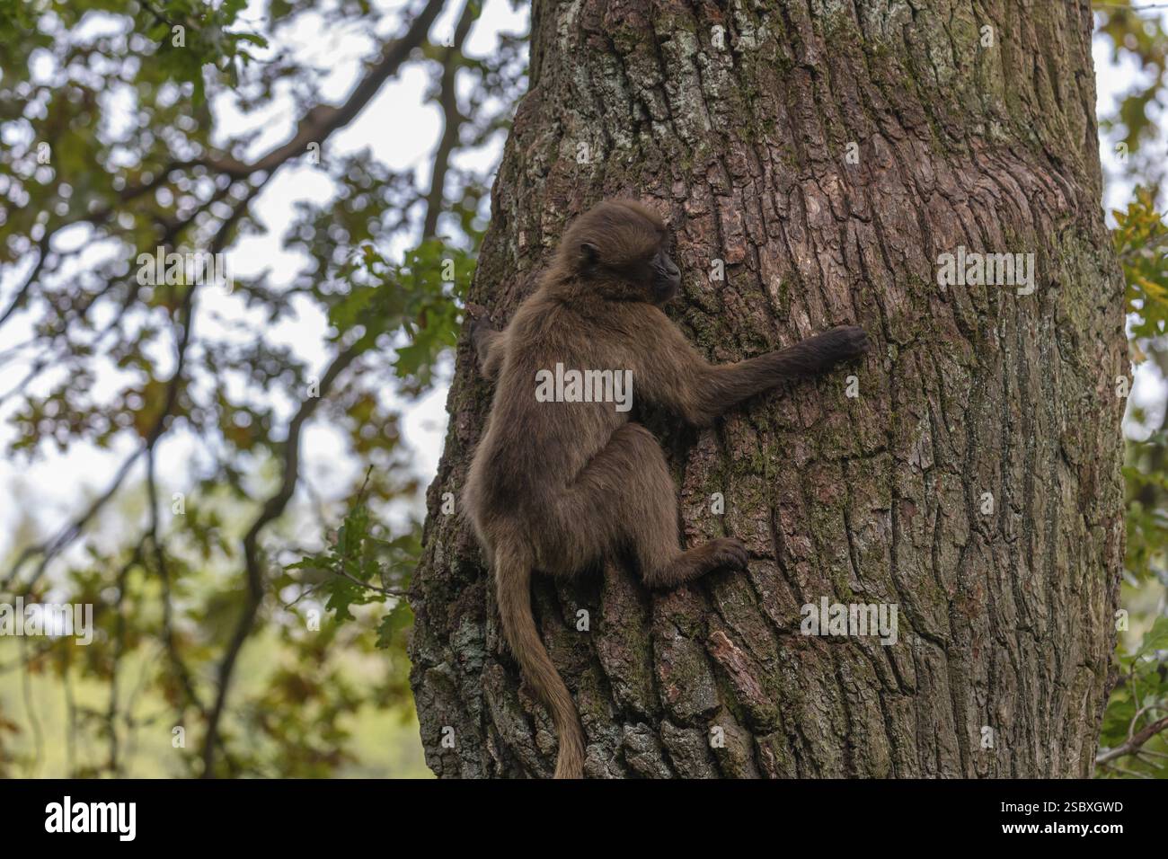 One young Gelada (Theropithecus gelada), or bleeding-heart monkey ...