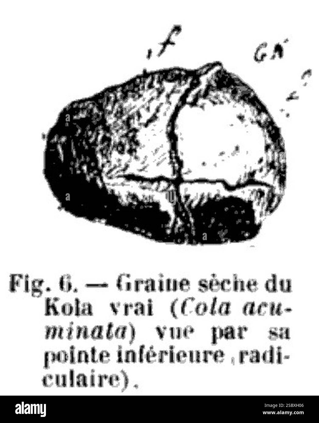 Heckel-1893—les kolas africains--fig.06--p.97--Cola acuminata Stock ...