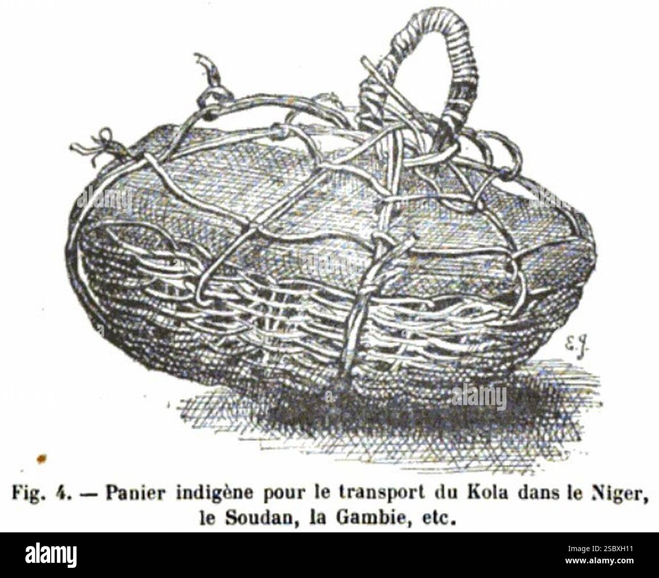 Heckel-1893—les kolas africains--fig.04--p.55 Stock Photo - Alamy