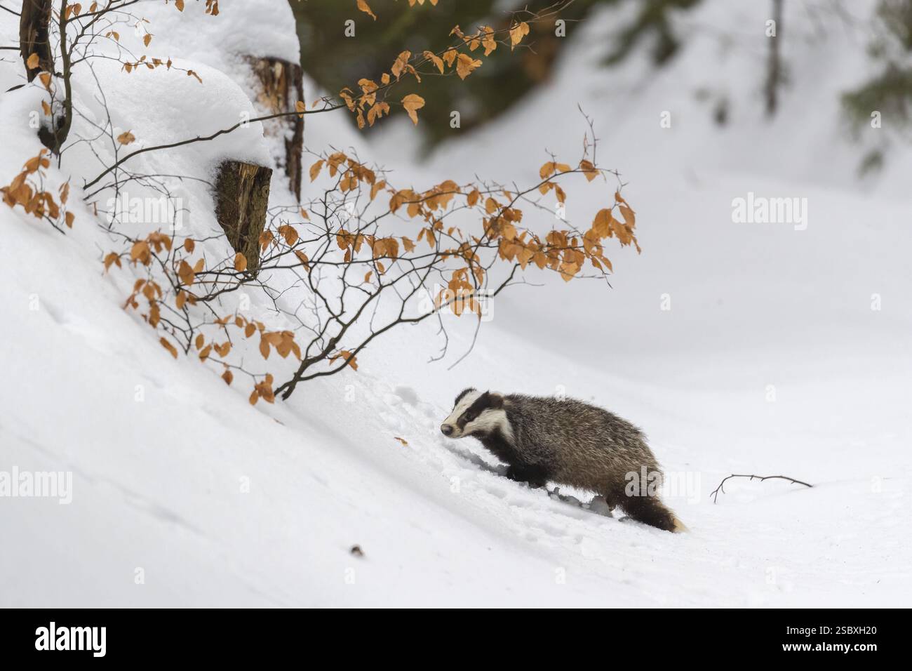 One young European badger (Meles meles) walking through a ravine in ...