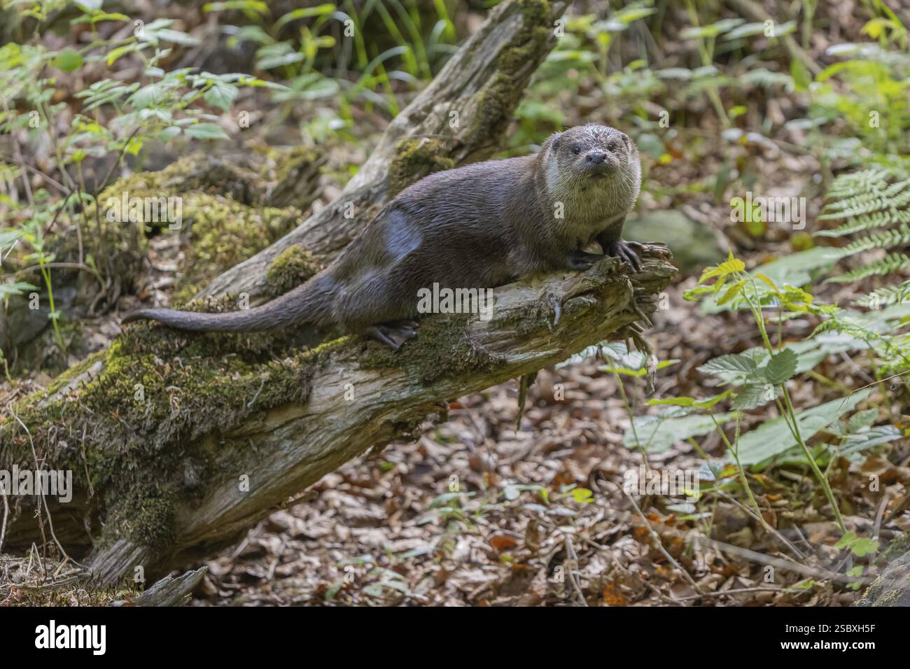 One Eurasian otter (Lutra lutra), climbing on a tree stump Stock Photo ...