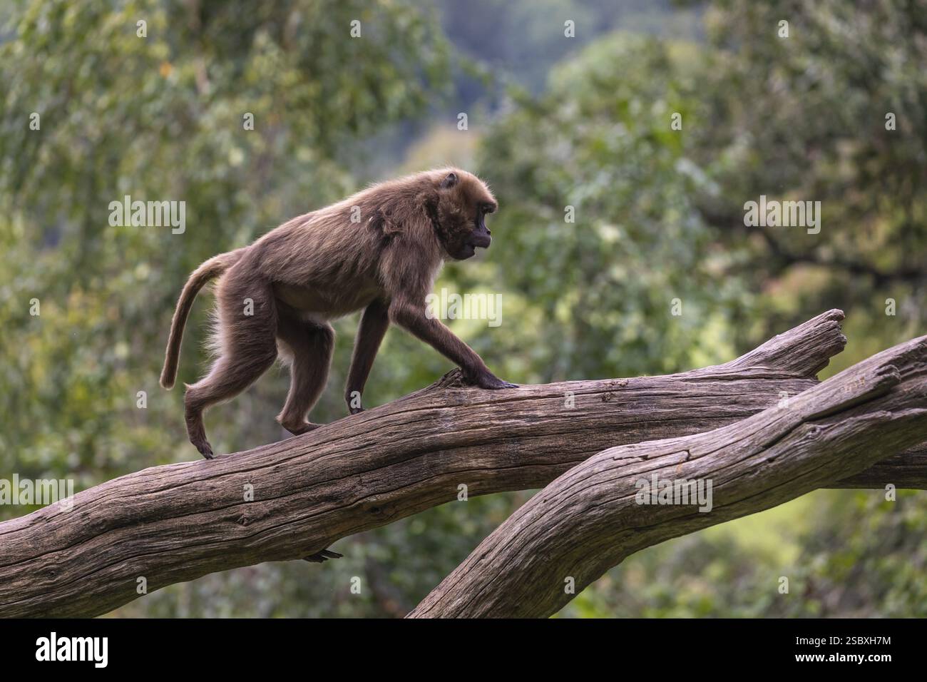 One adult female Gelada (Theropithecus gelada), or bleeding-heart monkey balancing on a log. A ...