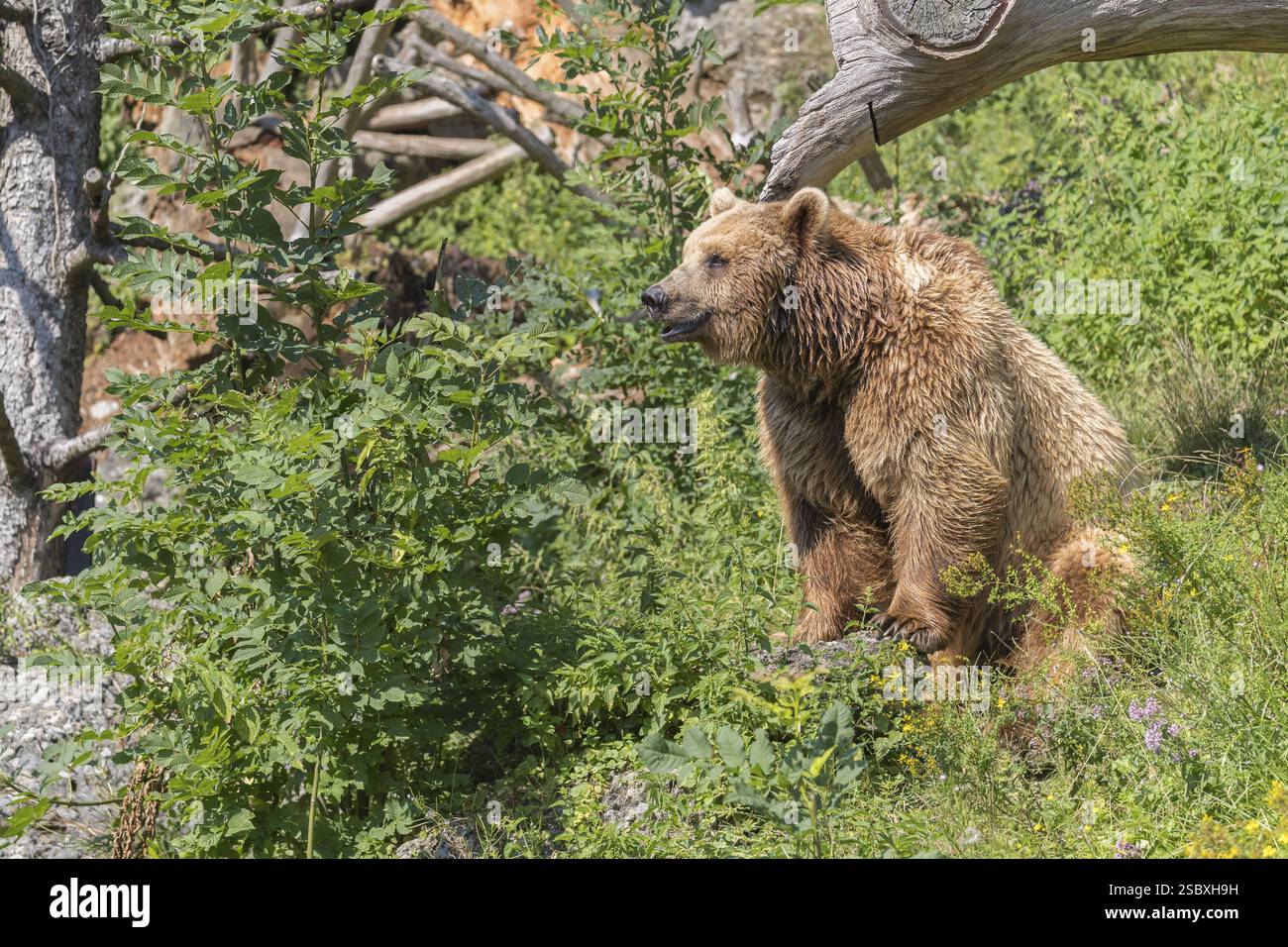 One eurasian brown bear (Ursus arctos arctos) sitting upright ...