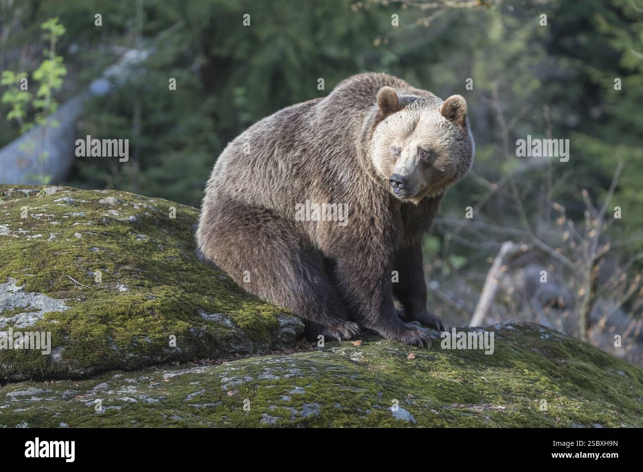 One female Eurasian brown bear (Ursus arctos arctos) resting on a mossy rock. Green vegetation ...